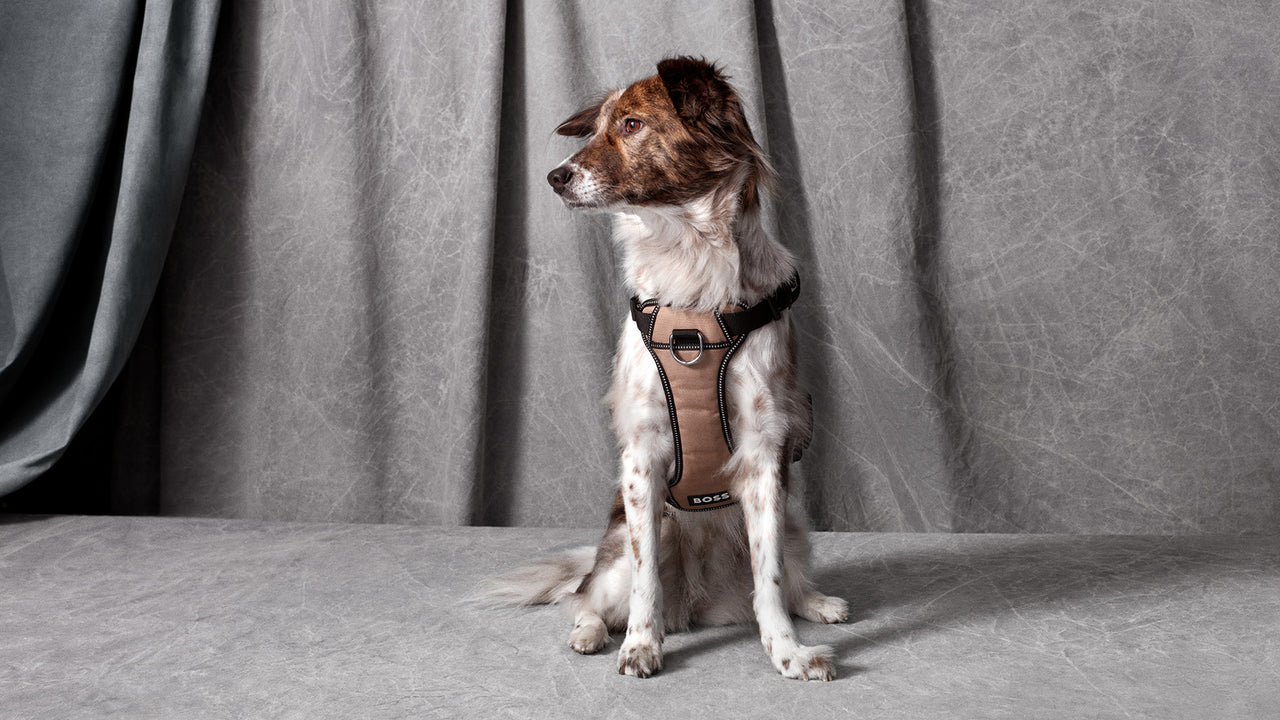 BOSS Dog Accessories – Kanine