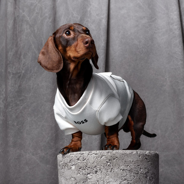 Pets Ecosphere, Redefined – Kanine