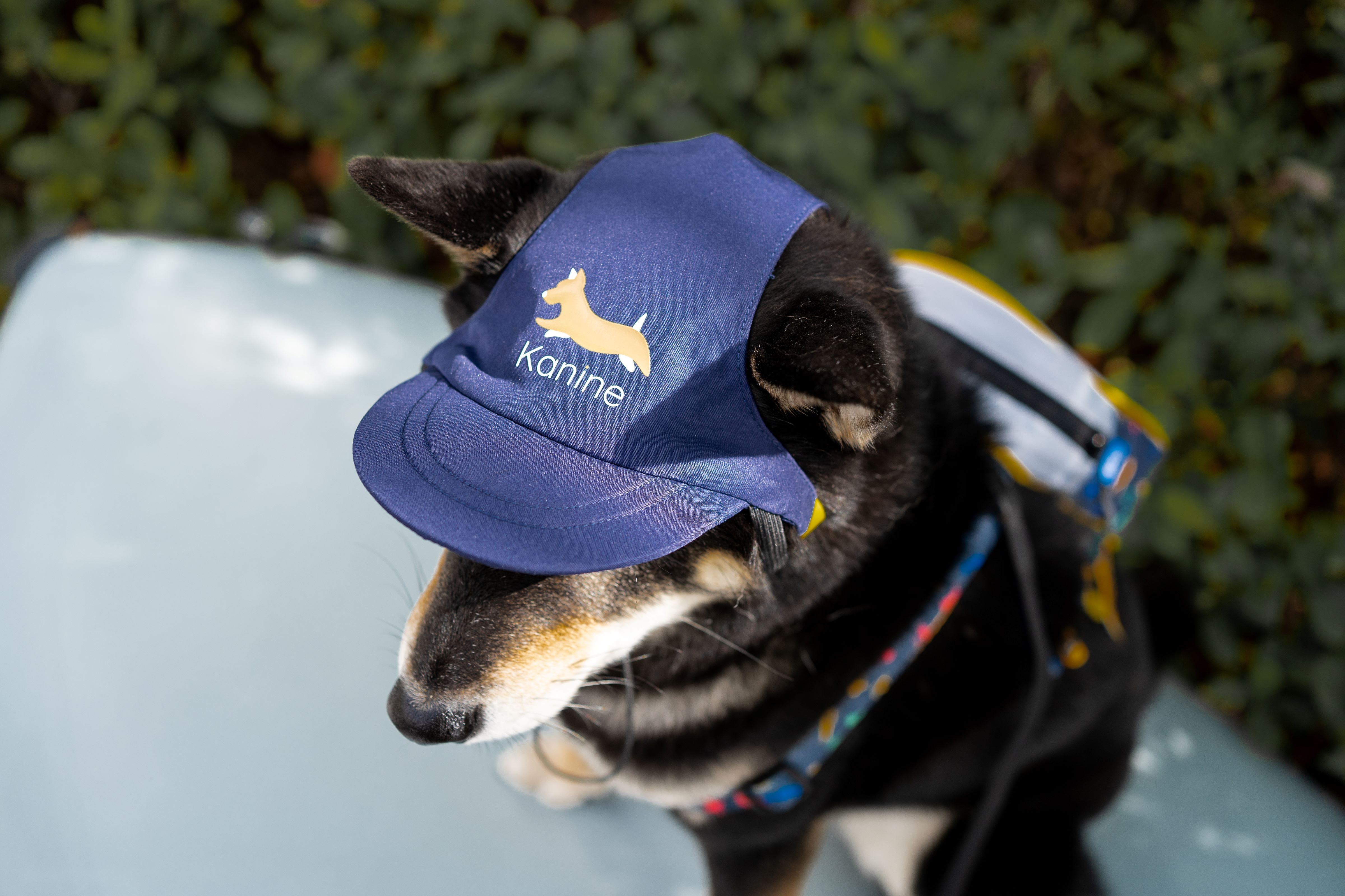 Kanine premium pets, POLO Ralph Lauren, BOSS, Tommy Hilfiger – Kanine.com